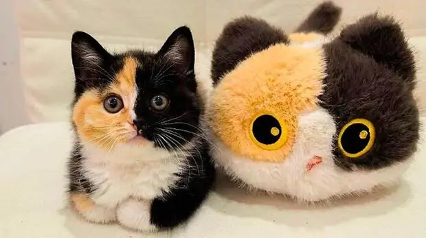 Самые смешные фото котов и картинки с котами — апрель 2026 года ...